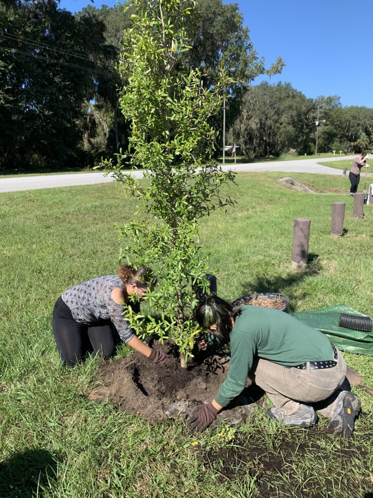 Trees! Fall 2020 - Imagining Climate Change